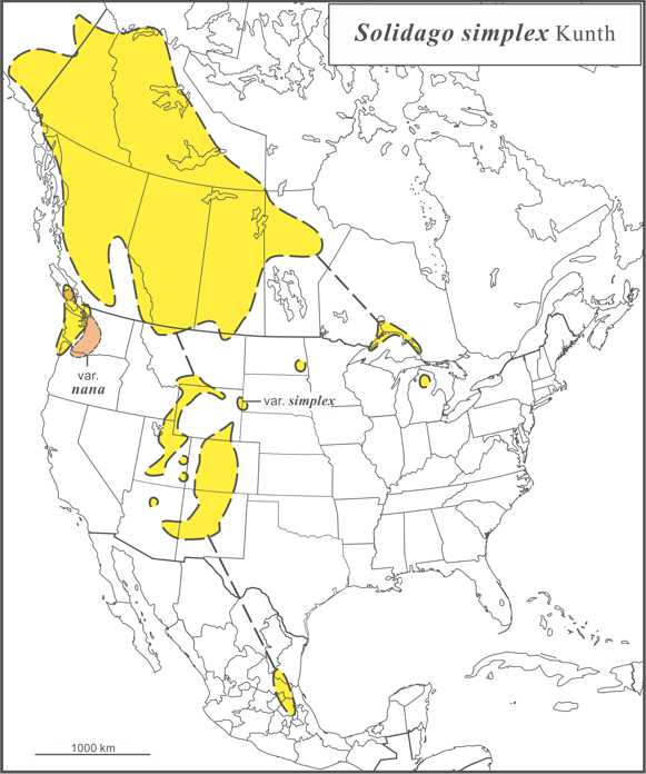 Solidago simplex | Astereae Lab | University of Waterloo
