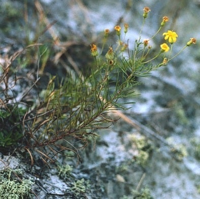 Pityopsis pinifolia | Astereae Lab | University of Waterloo