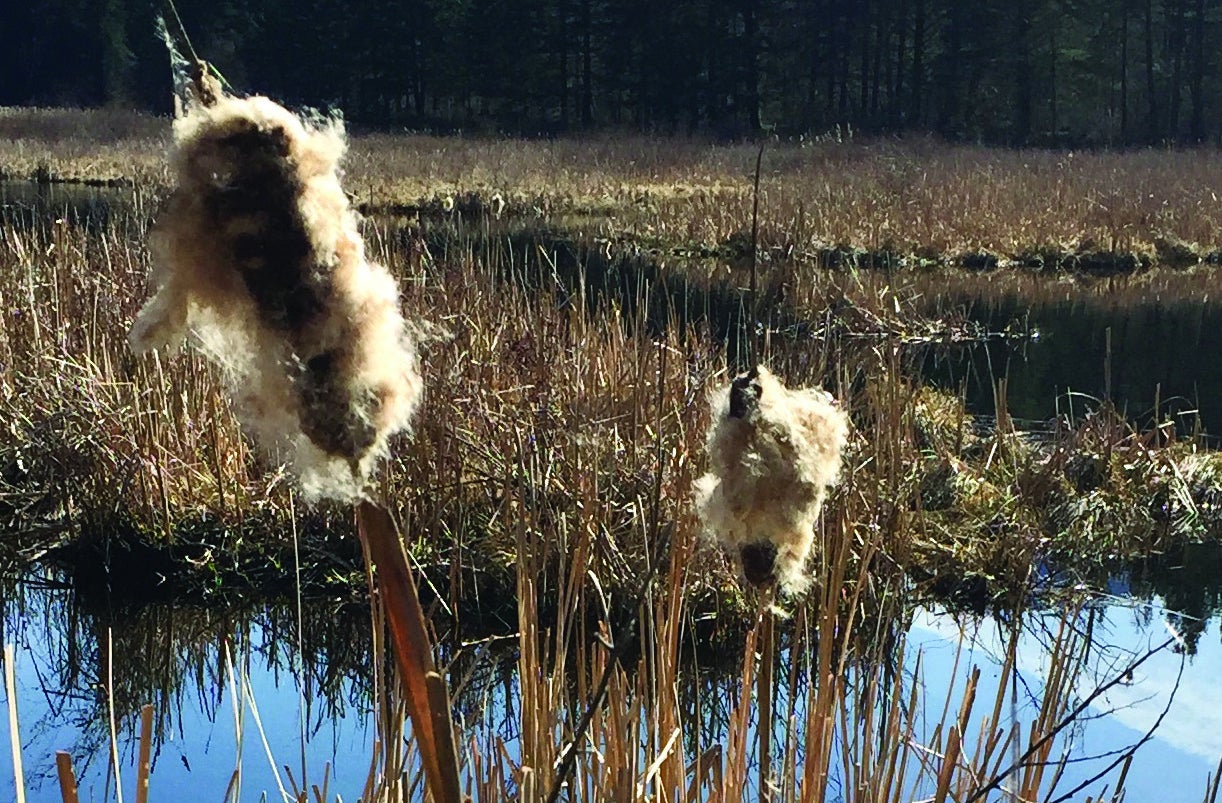 Can quantifying topography improve wetlands reclamation? | Water ...