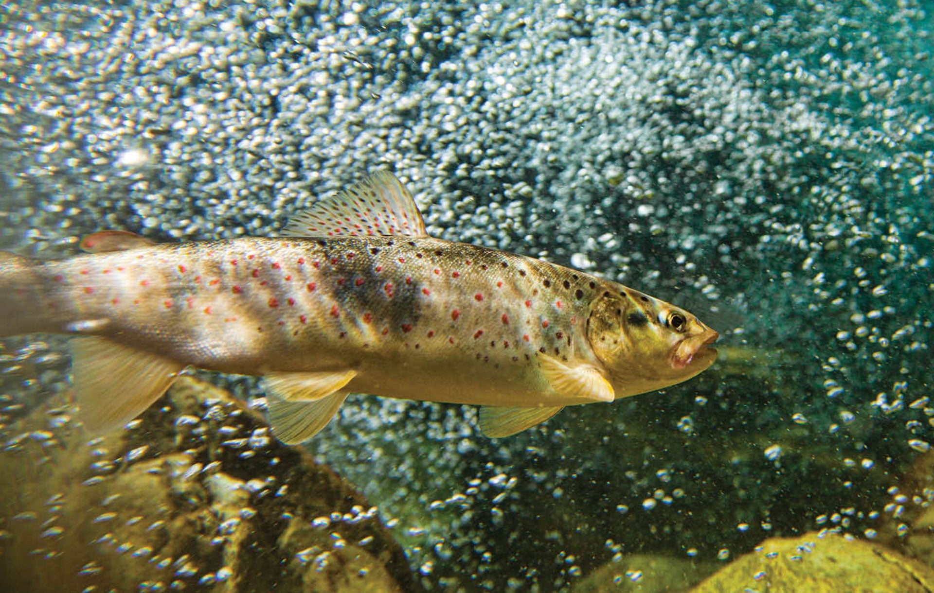 No one-size-fits-all approach for mitigating hydropower impacts on fish ...